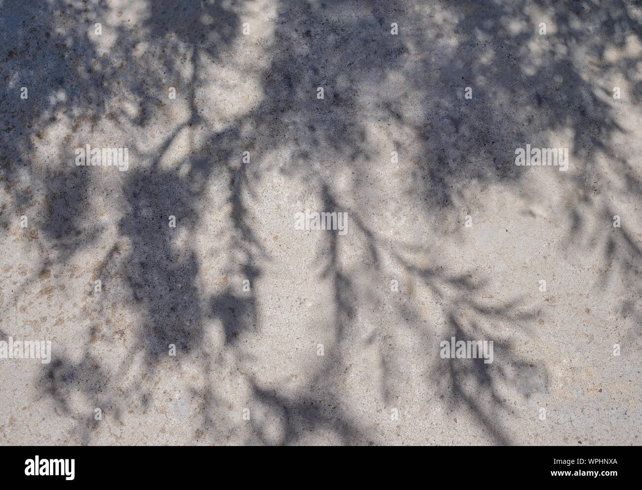 Shadow of a tree on a pavement hi-res stock photography and images - Alamy