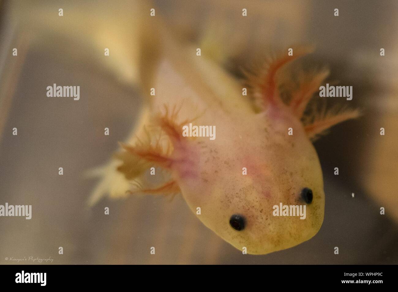 Animals axolotl hi-res stock photography and images - Alamy