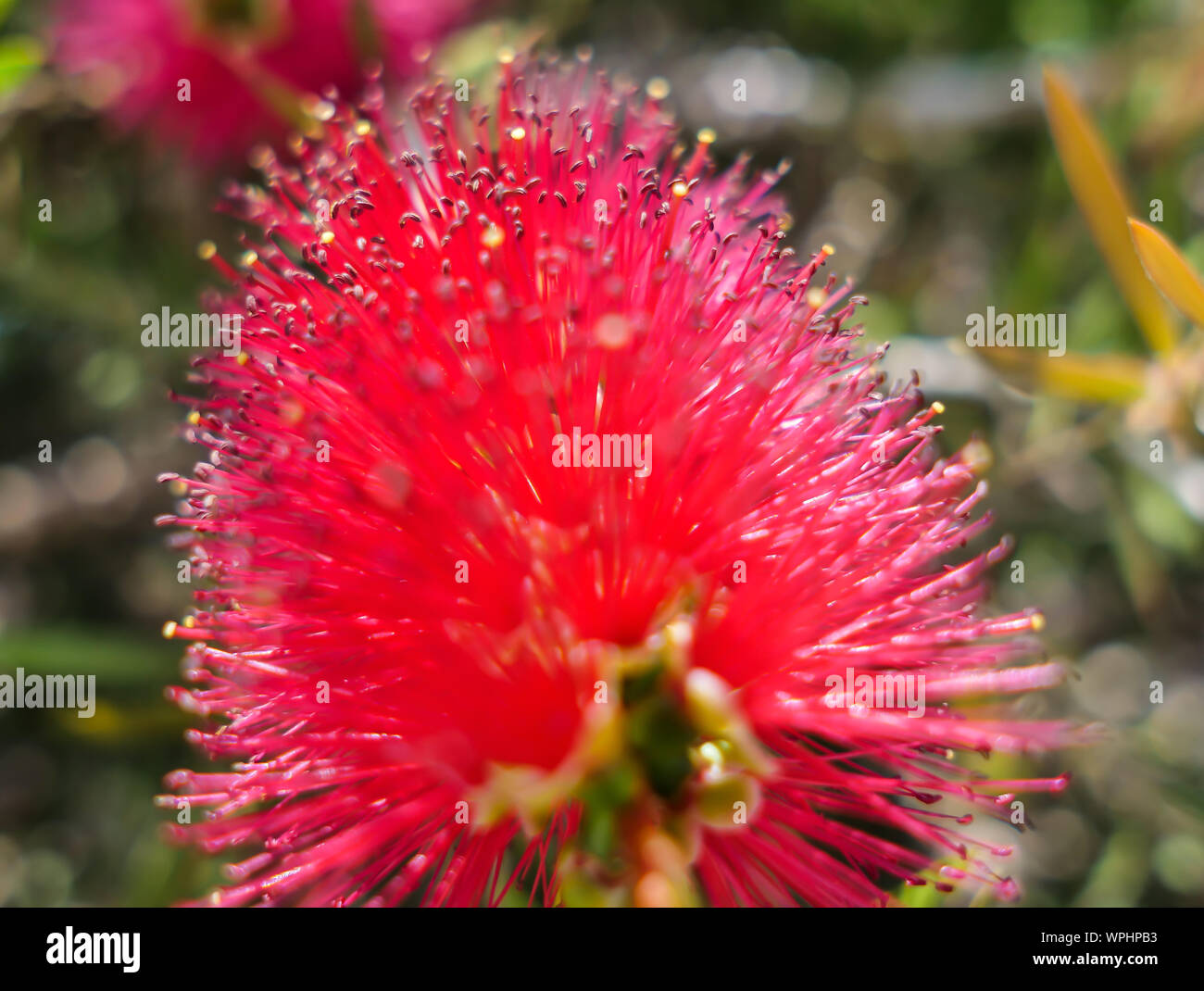 Red flower of Japanese red maple Callistemon, close-up Stock Photo - Alamy