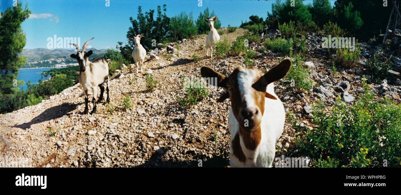 Goats free range hi-res stock photography and images - Alamy