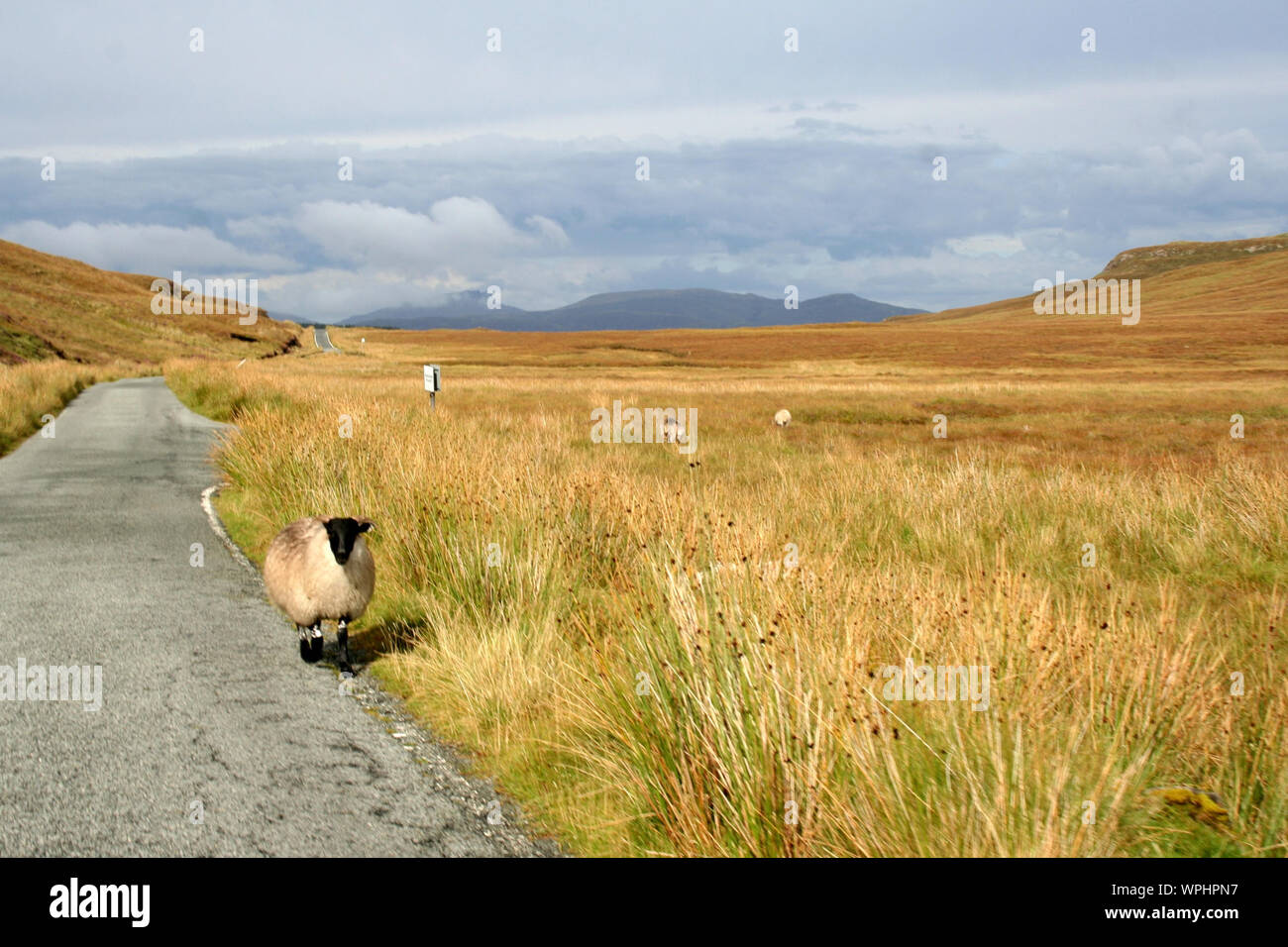 Empty sheep hi-res stock photography and images - Alamy