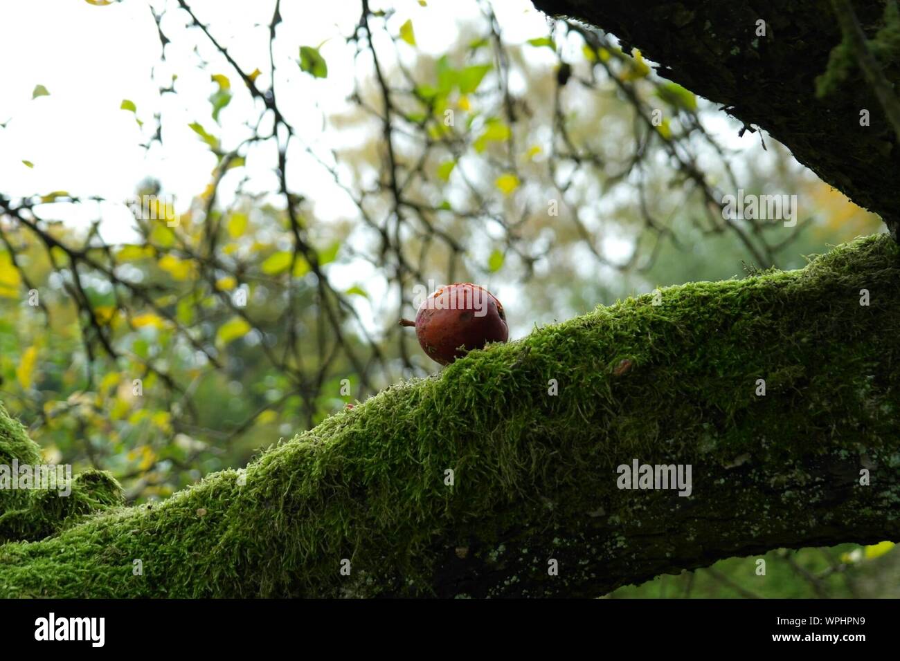 Trunk fruit hi-res stock photography and images - Alamy