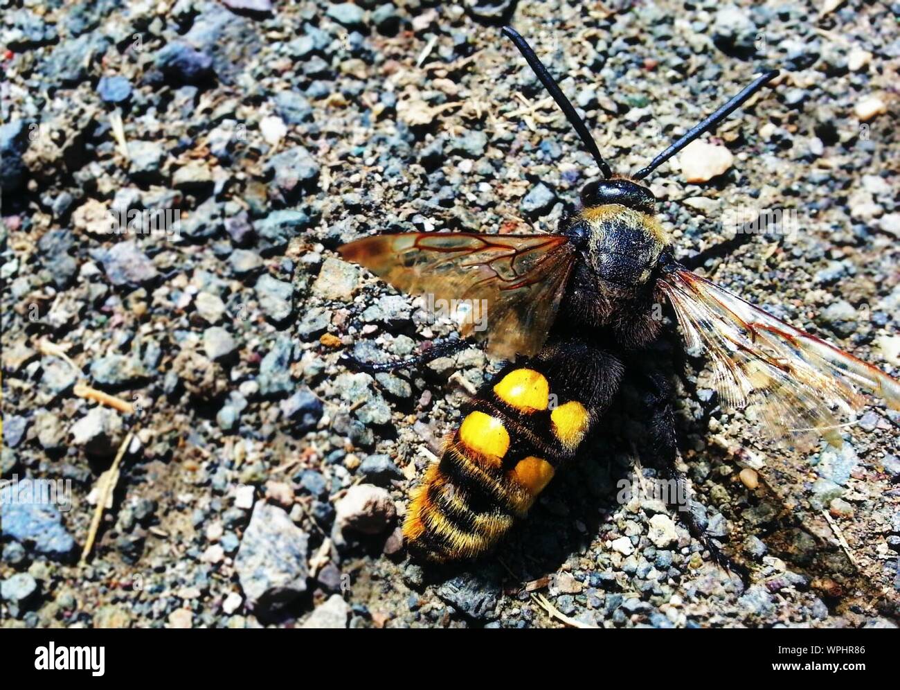 Dead Bee High Resolution Stock Photography and Images - Alamy