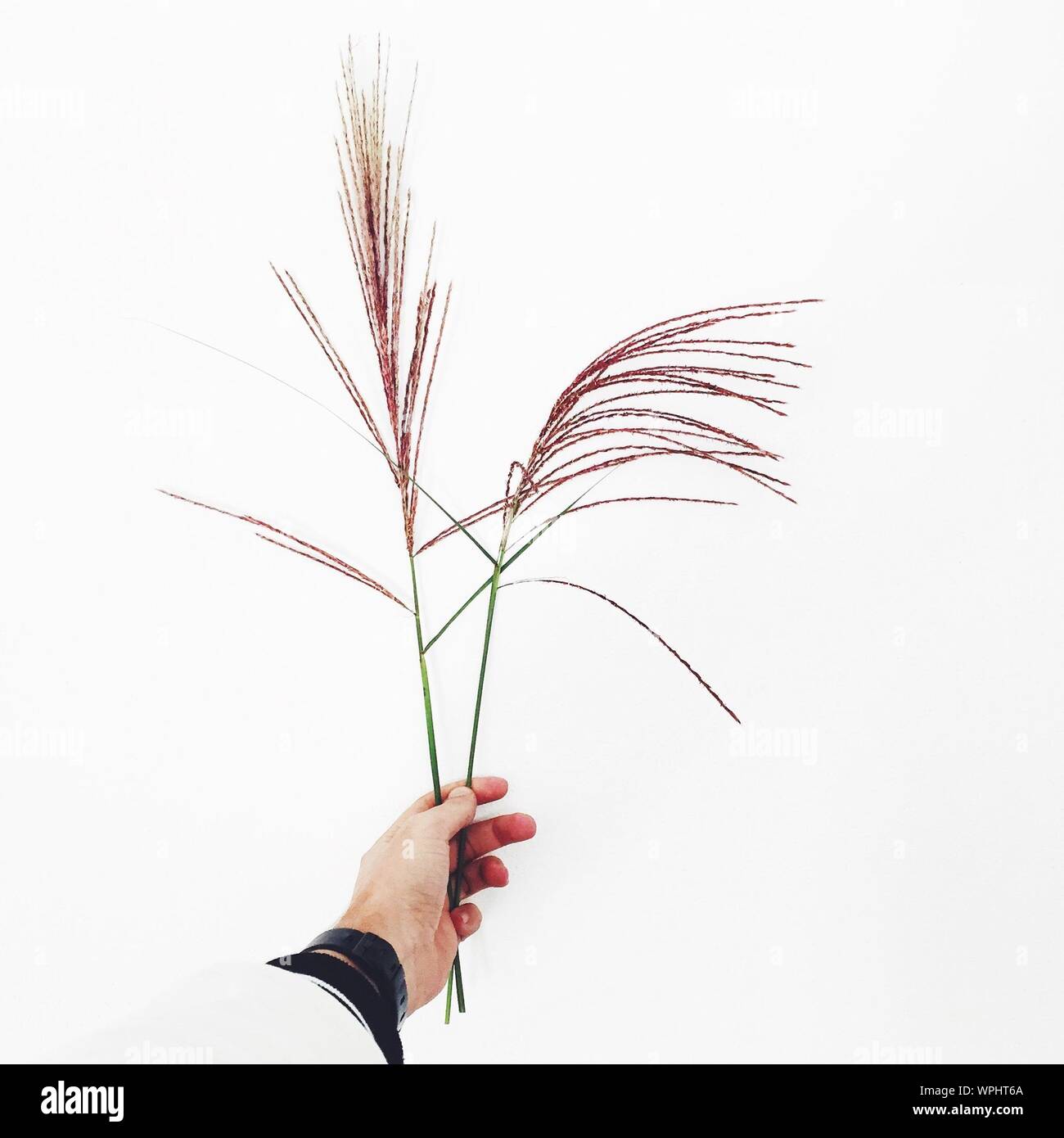 Man holding grass hi-res stock photography and images - Alamy