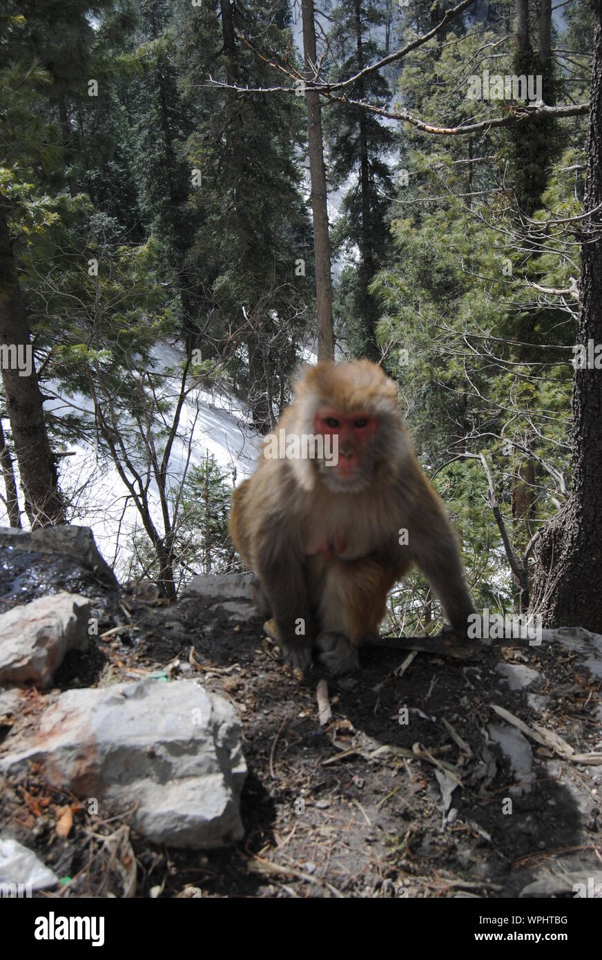 Japanese wild monkey hi-res stock photography and images - Alamy