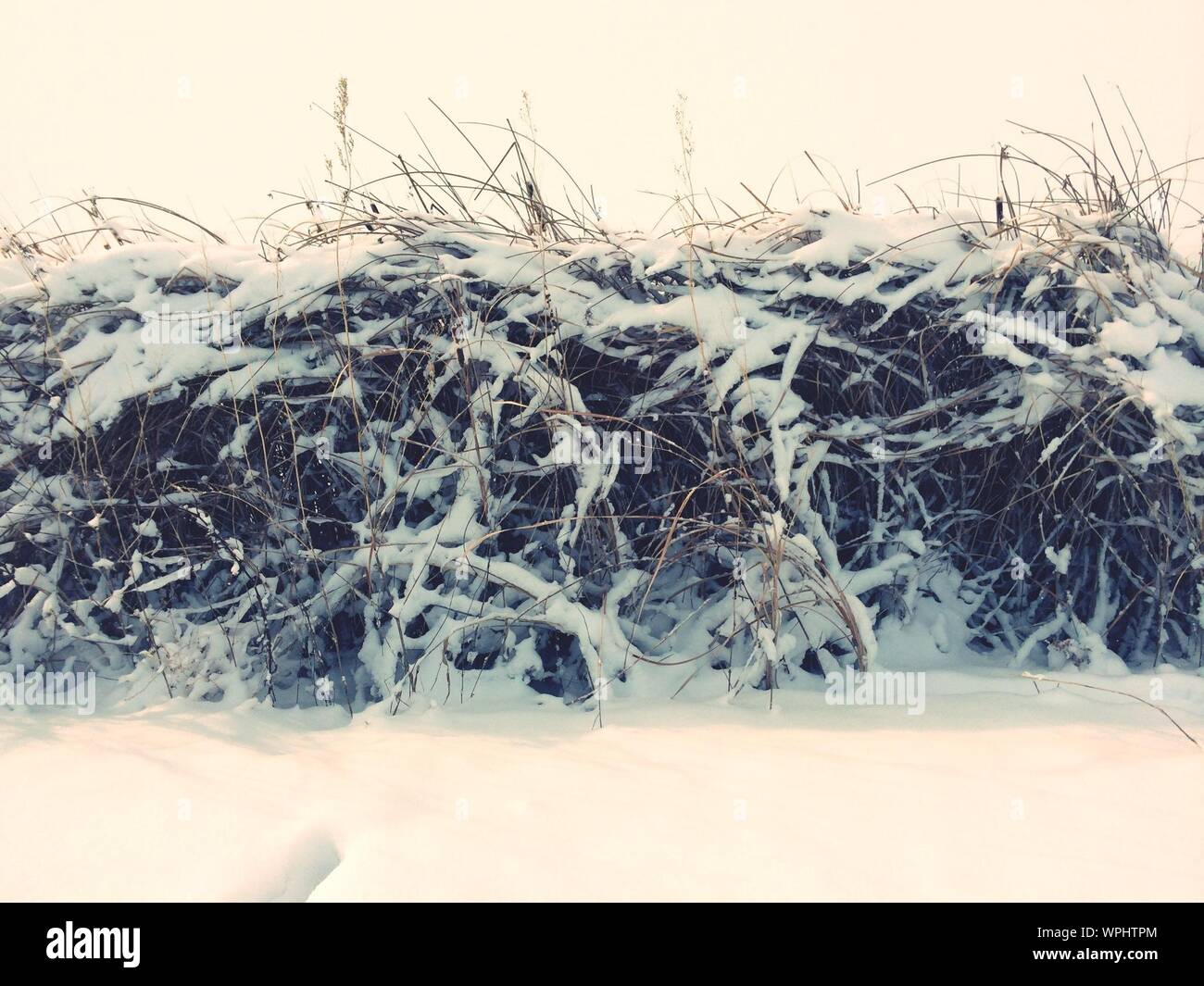 Covered reed hi-res stock photography and images - Alamy