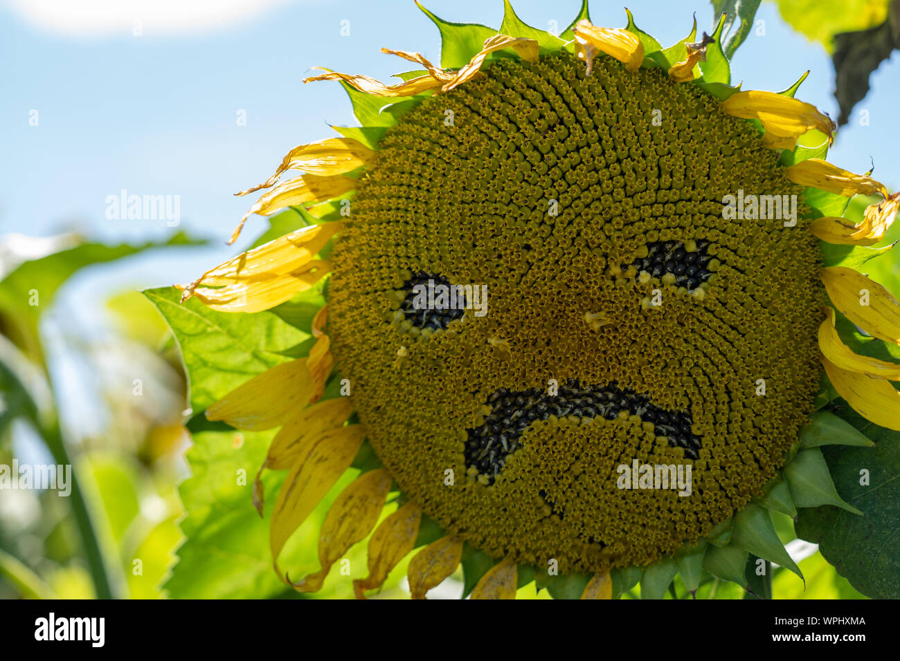 Sad, angry face drawn on a sunflower head, concept for end of summer ...