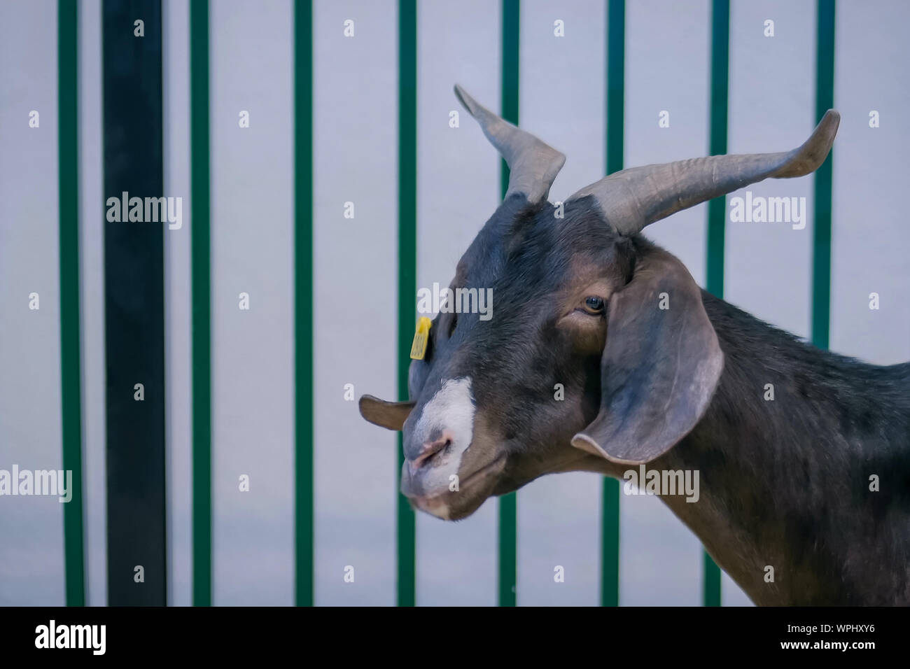 Portrait of black goat at agricultural animal exhibition, trade show ...