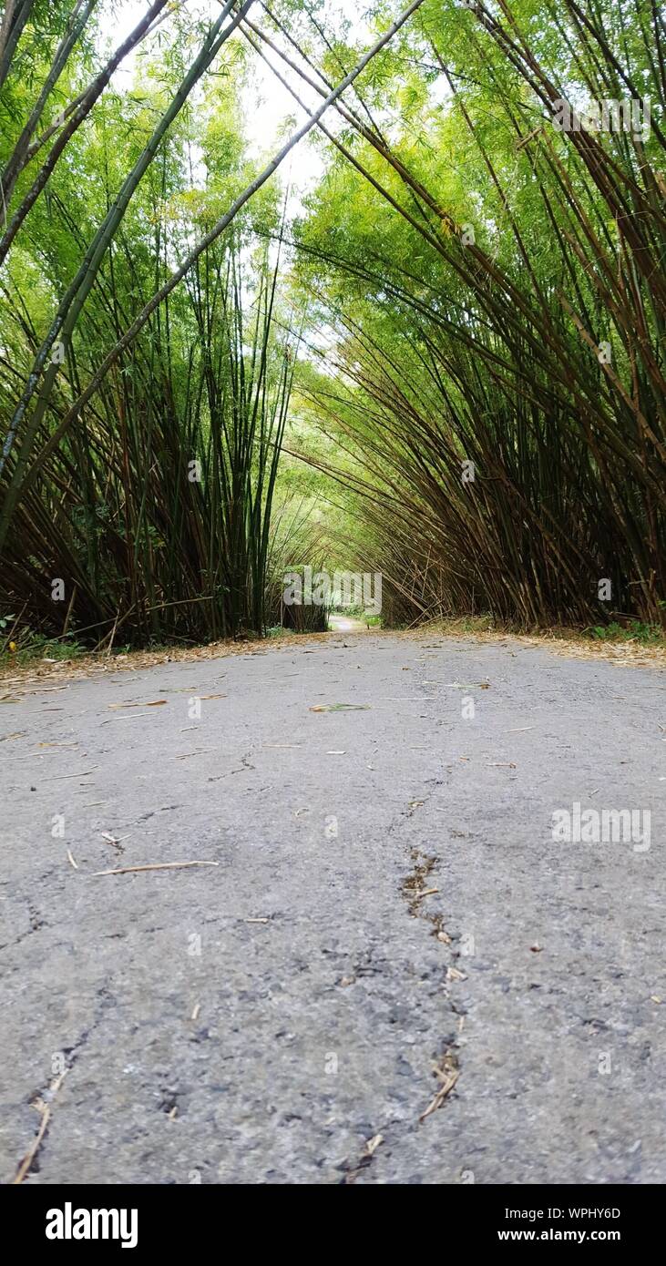 Bamboo Cathedral High Resolution Stock Photography and Images - Alamy