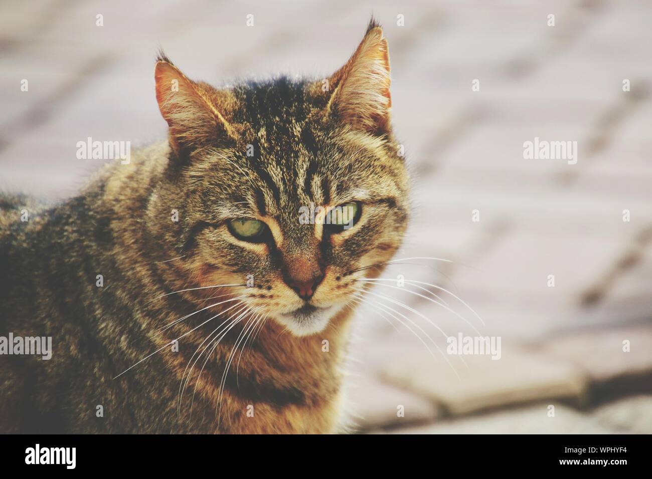 Feline staring at the camera hi-res stock photography and images - Alamy