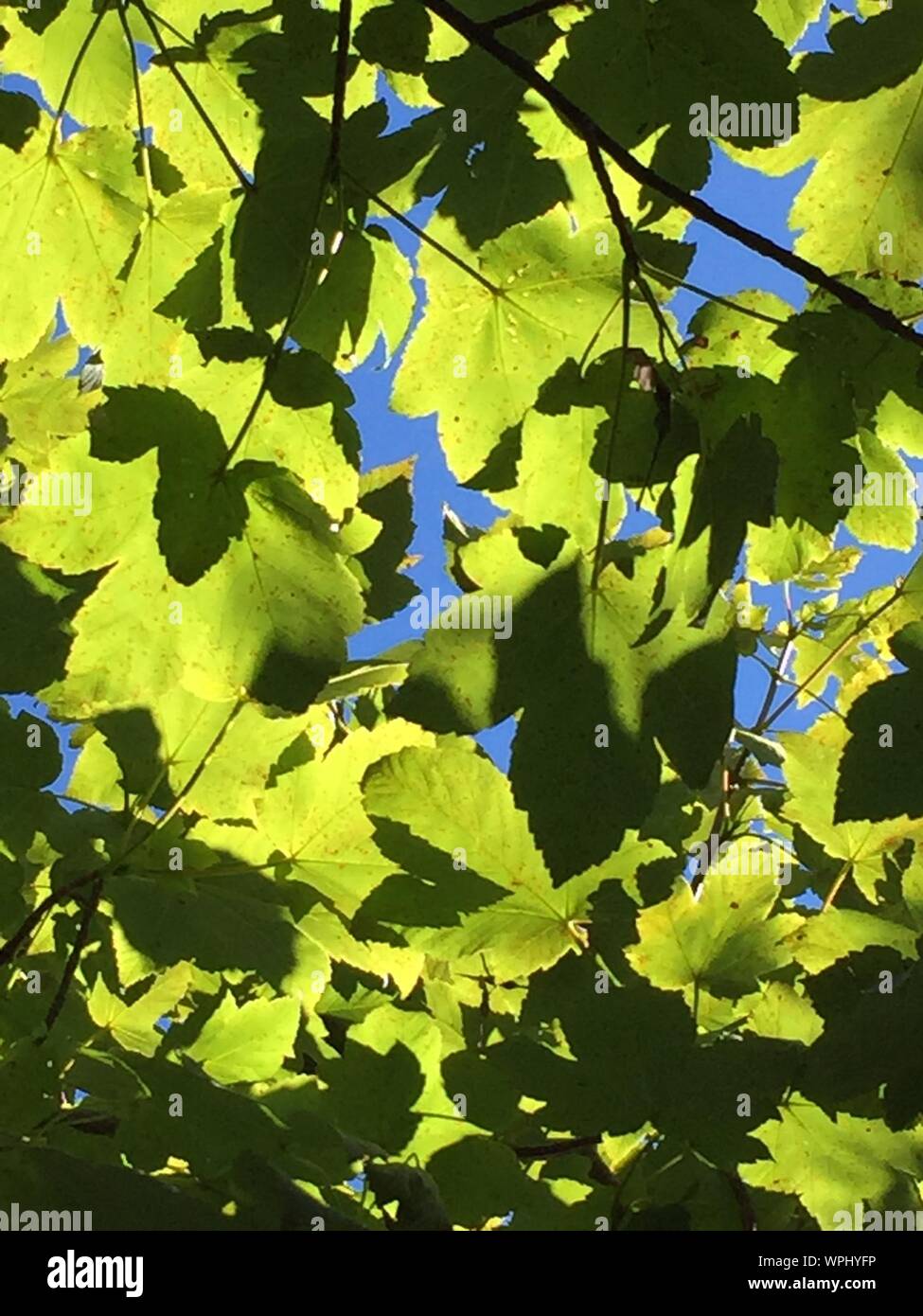 Sunlight through leaves hi-res stock photography and images - Alamy