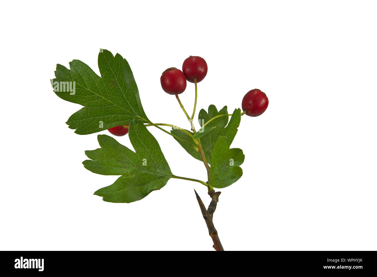 Hawthorn branch with red fruits and green leaves isolated on white ...