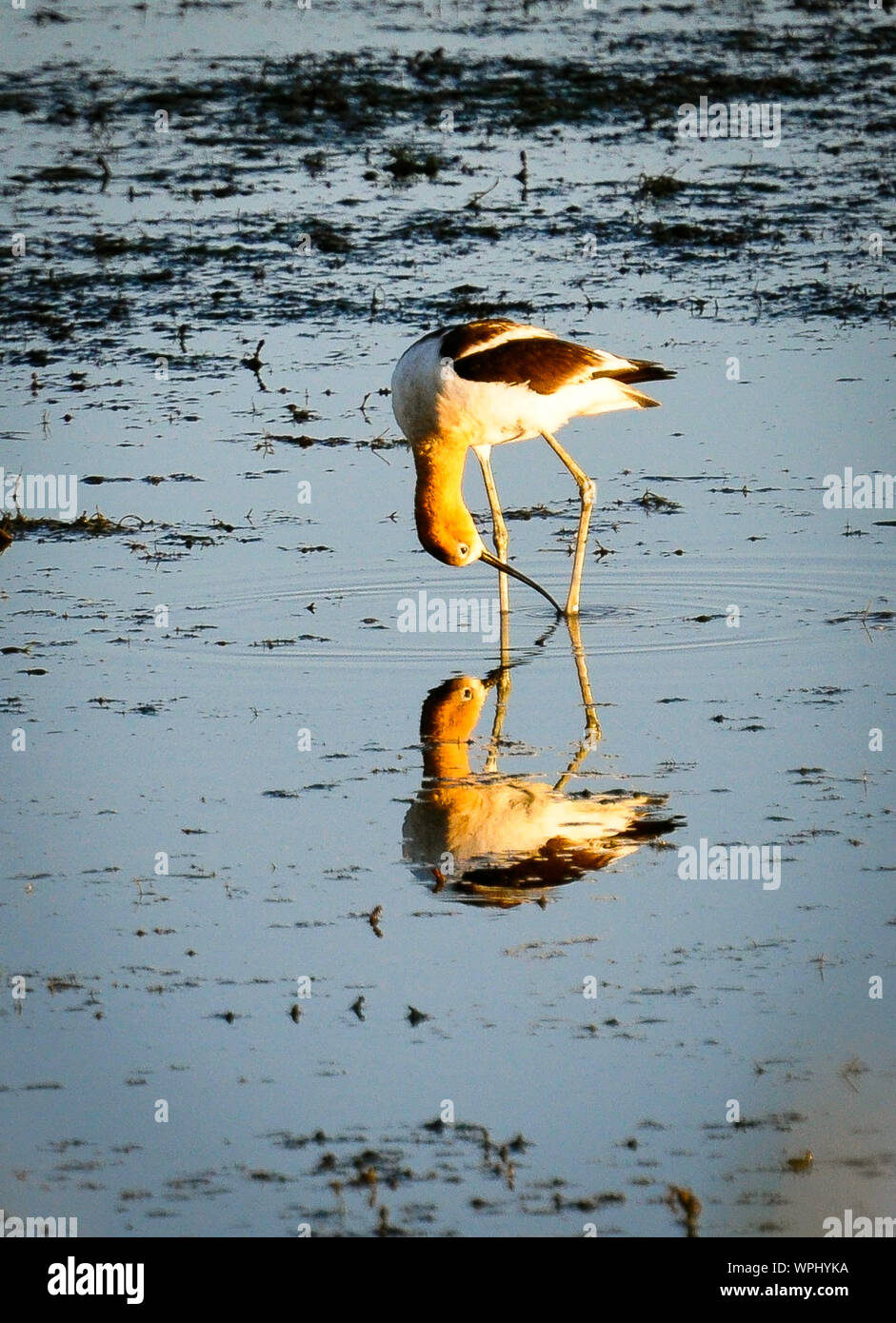 Reflection of bird hi-res stock photography and images - Alamy