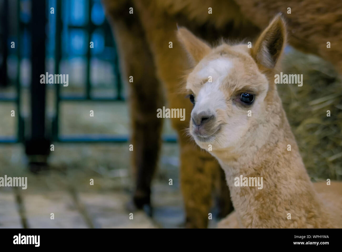 Cute little alpaca at agricultural animal exhibition, trade show Stock ...