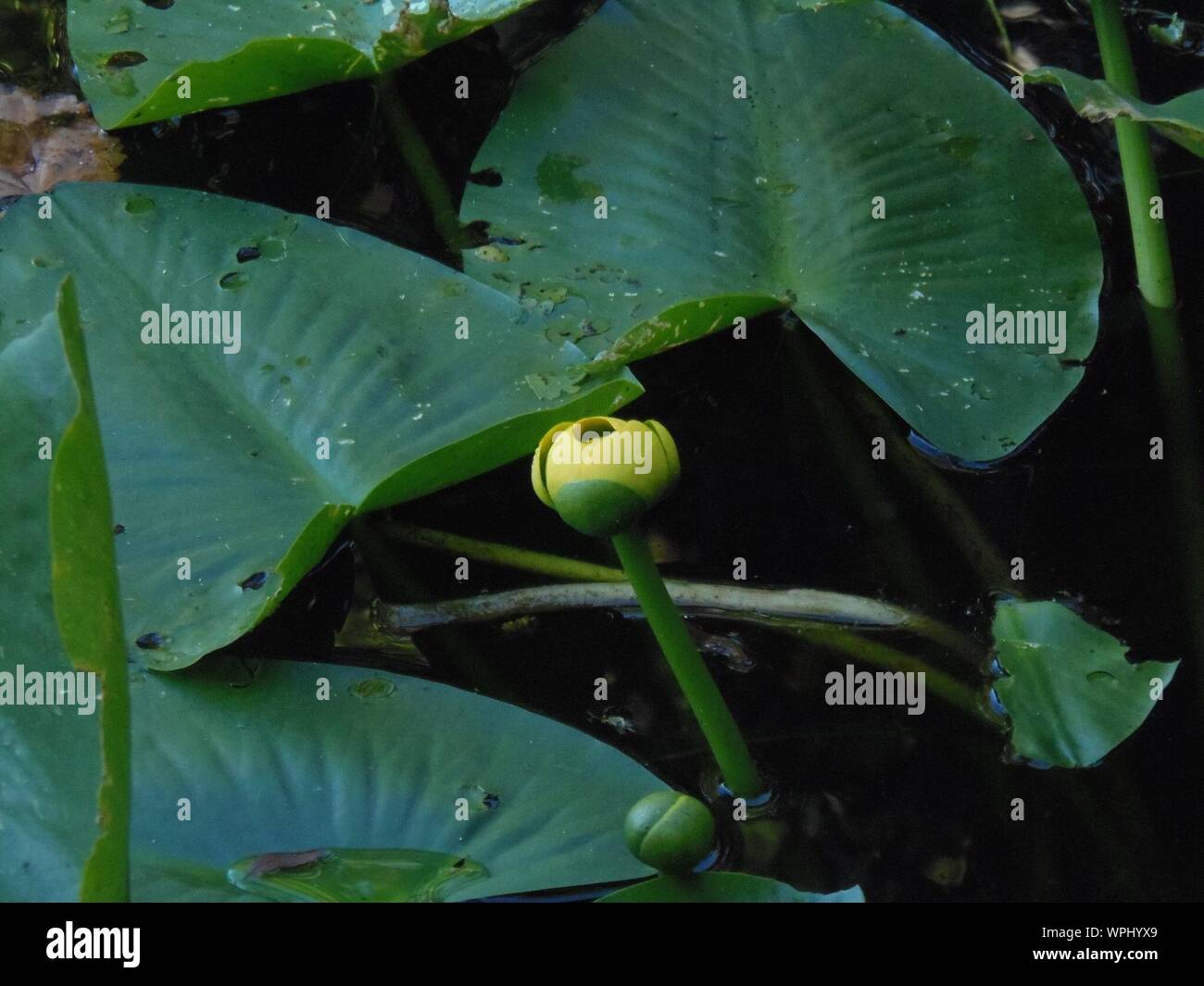 Flower bud pods hi-res stock photography and images - Alamy