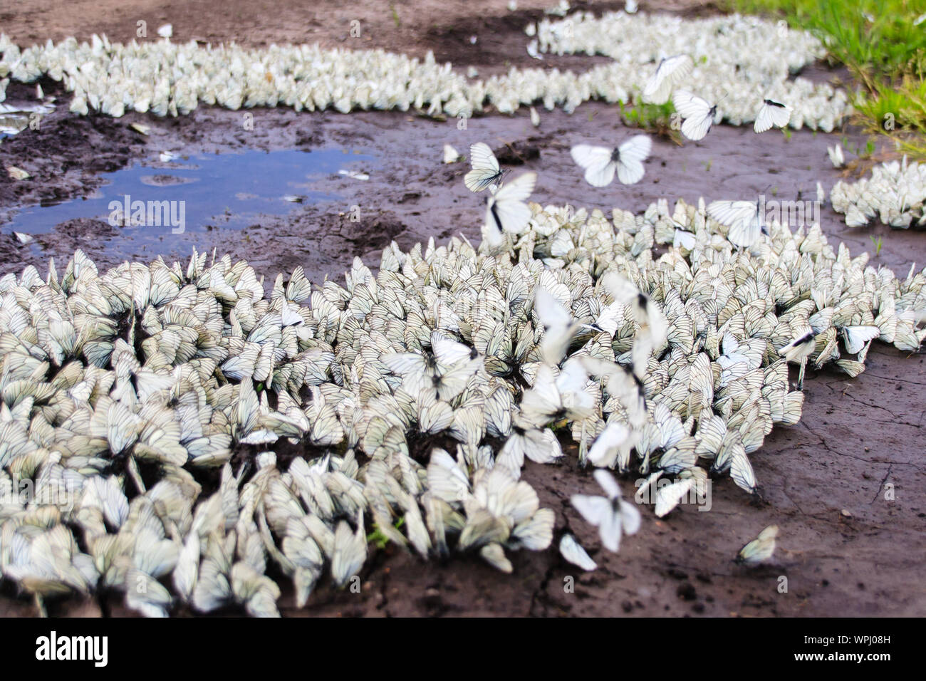 Flock of butterflies hi-res stock photography and images - Alamy