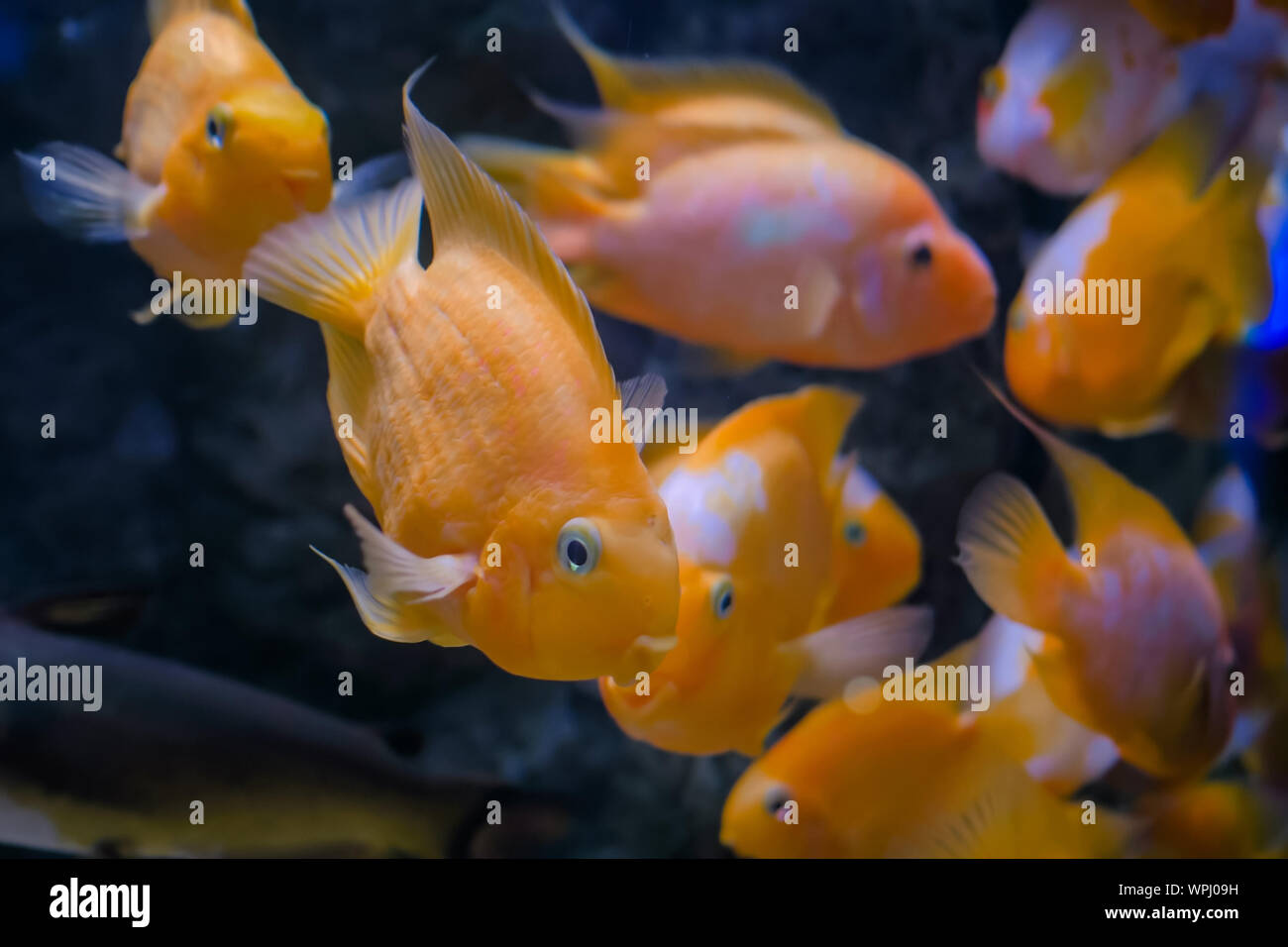 Smallest Goldfish In The World