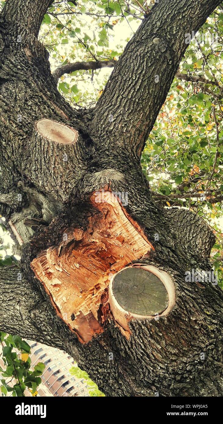 Chopped branch tree hi-res stock photography and images - Alamy