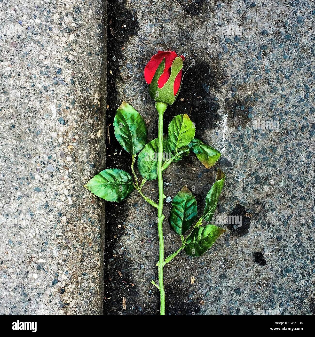 Red red rose street hi-res stock photography and images - Alamy