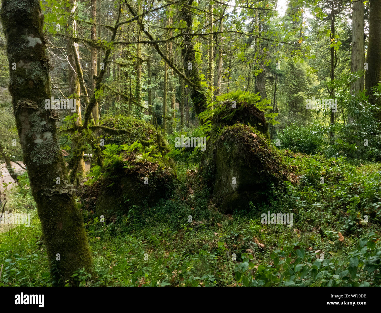 Lush plants and trees hi-res stock photography and images - Alamy