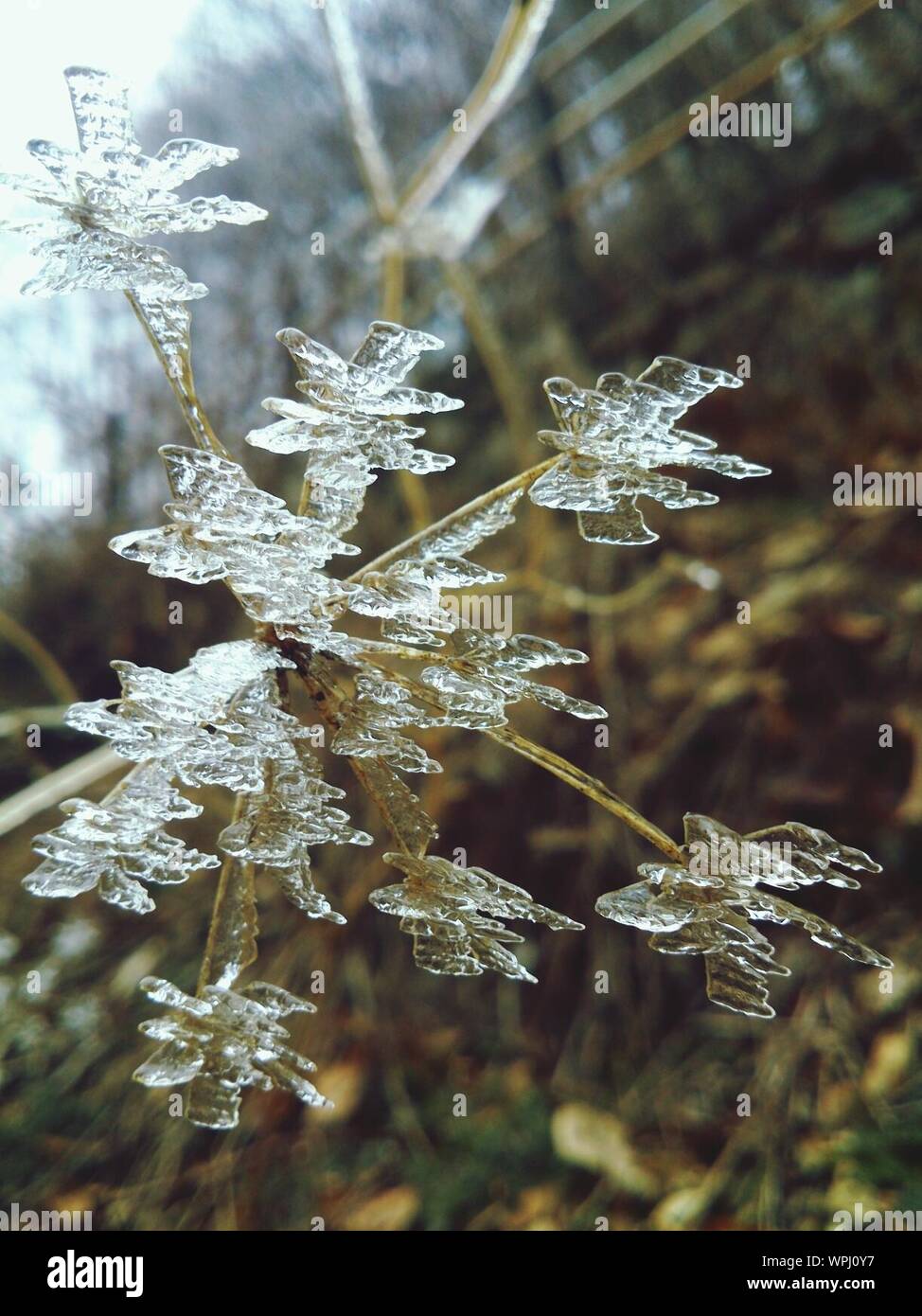 Plant with ice crystals hi-res stock photography and images - Alamy