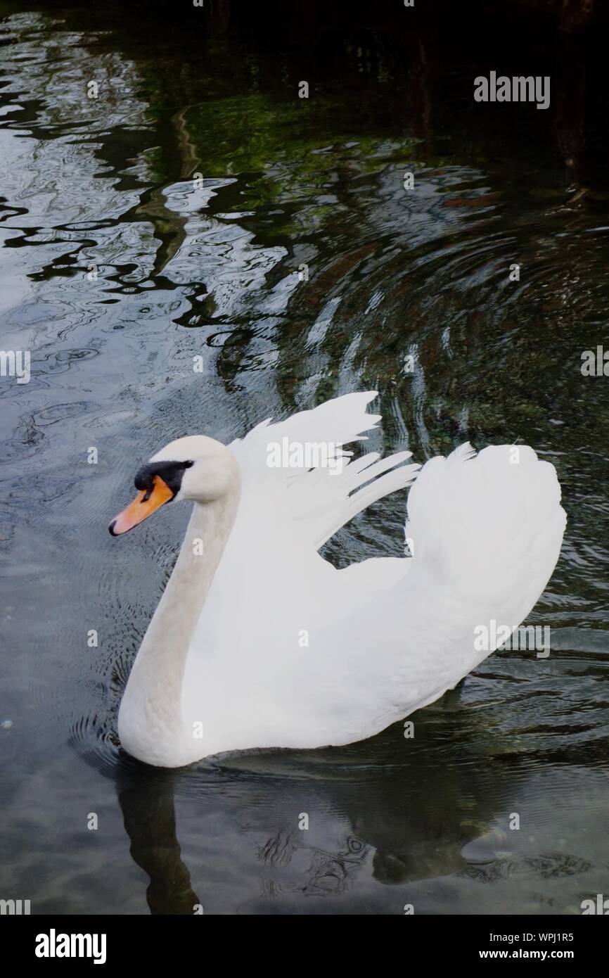 Swan full view hi-res stock photography and images - Alamy