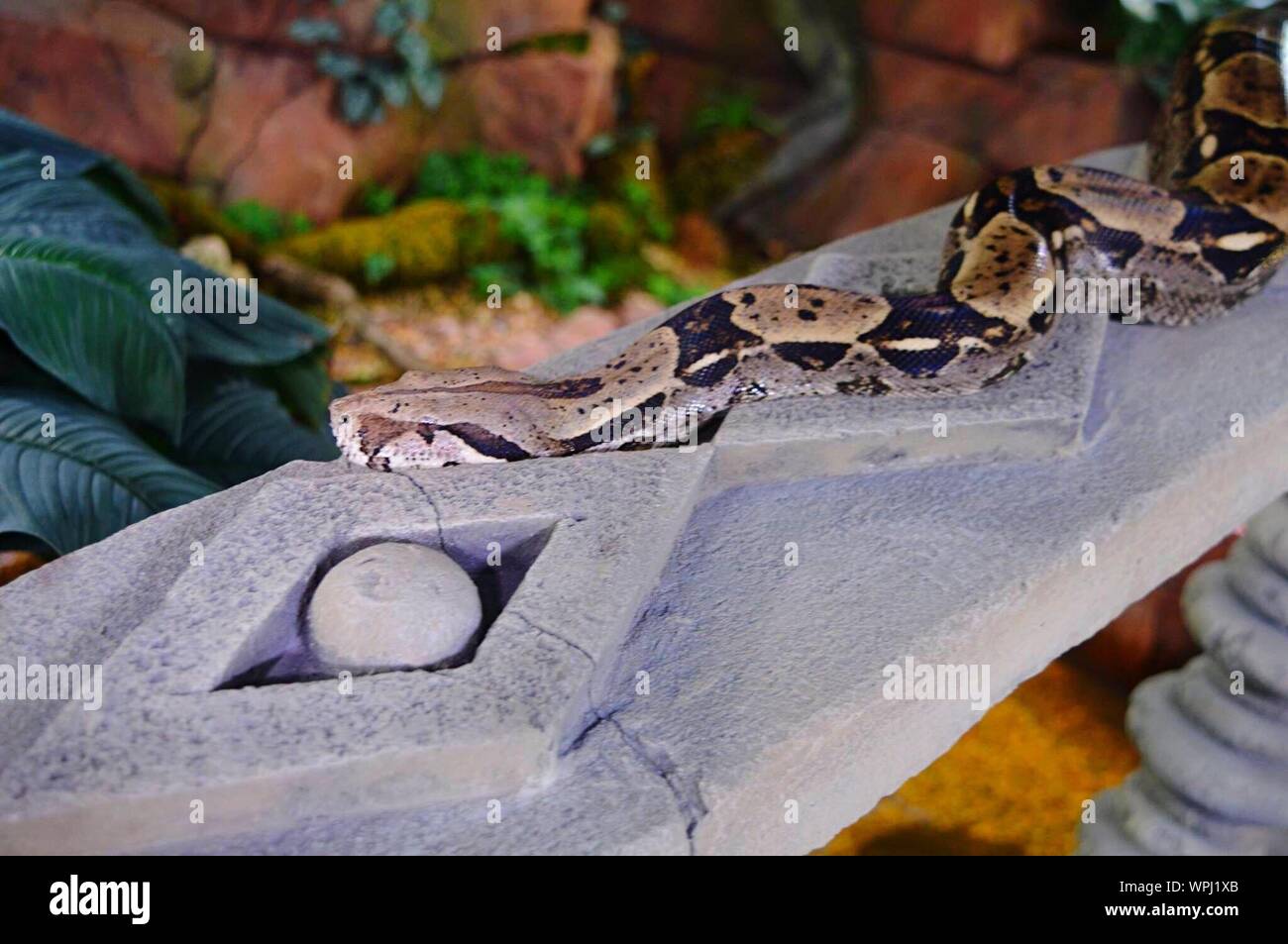 Close-up Of Snake On Railing Stock Photo - Alamy