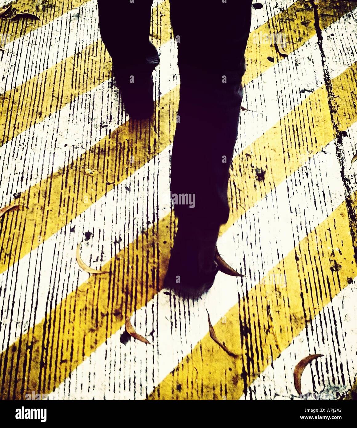 Man Walking Zebra Crossing In High Resolution Stock Photography and ...