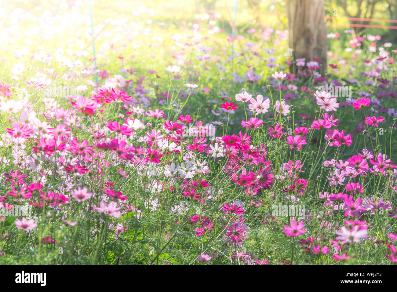 Cosmos flowers in nature, sweet background, blurry flower background ...