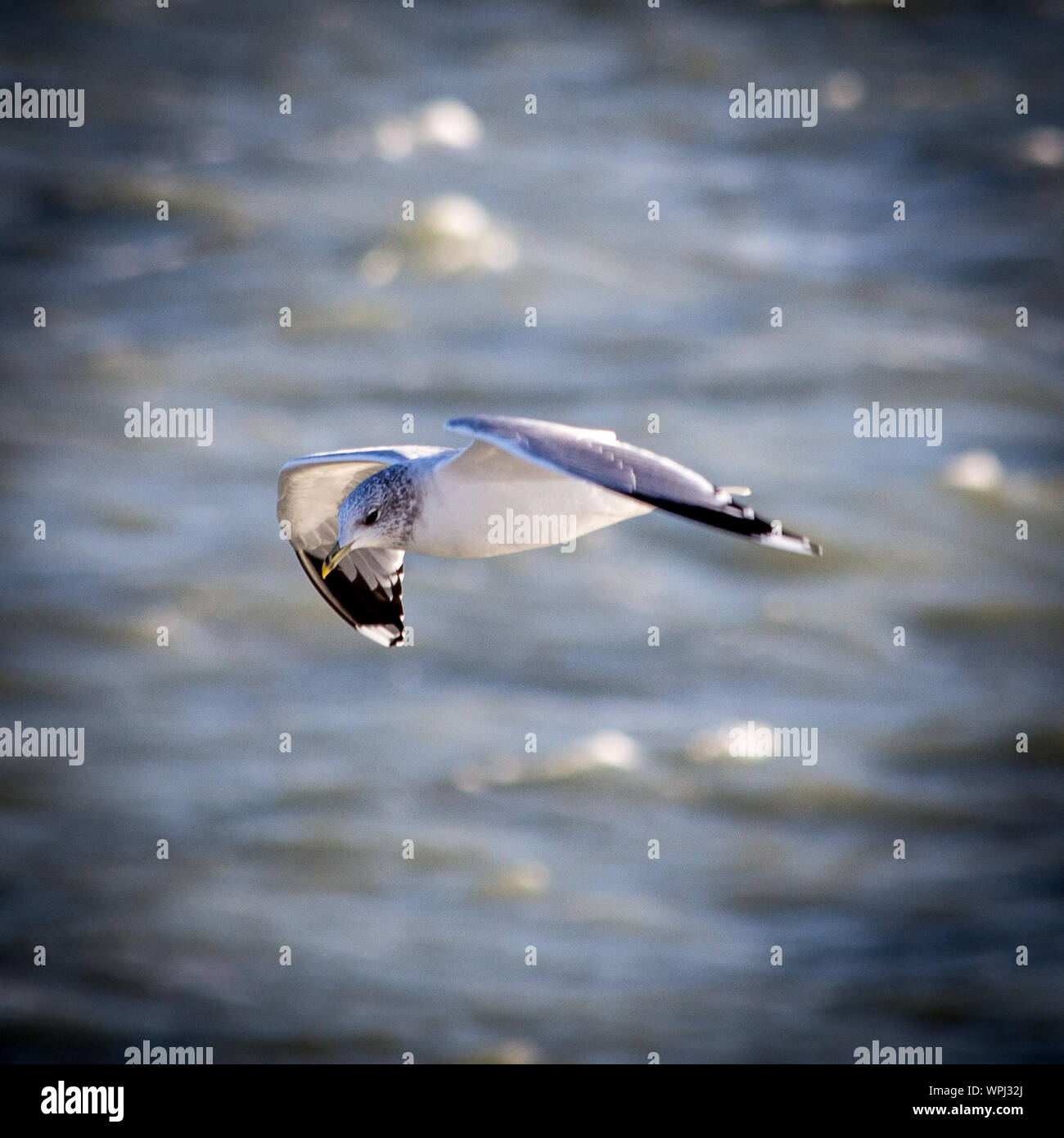 Bird flying close to water hi-res stock photography and images - Alamy
