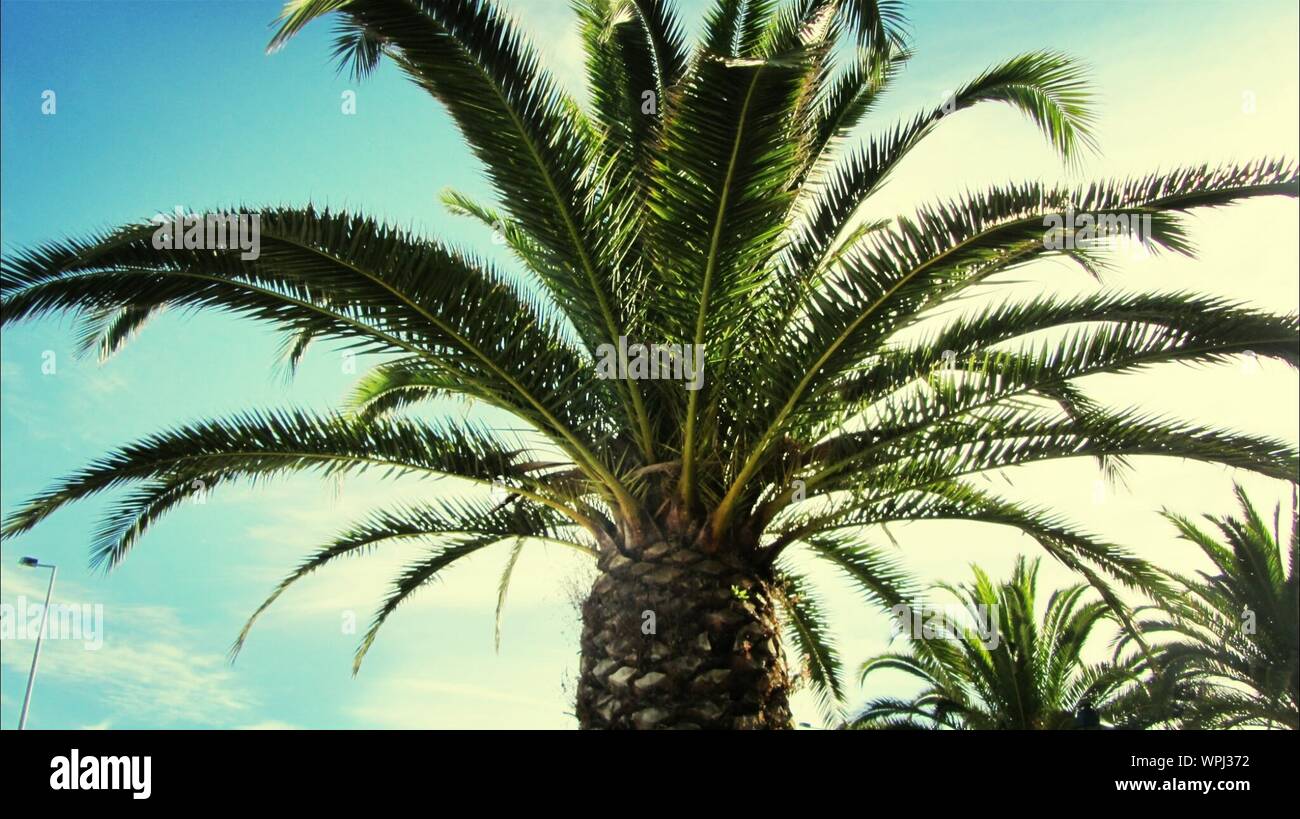 Palm tree up view hi-res stock photography and images - Alamy