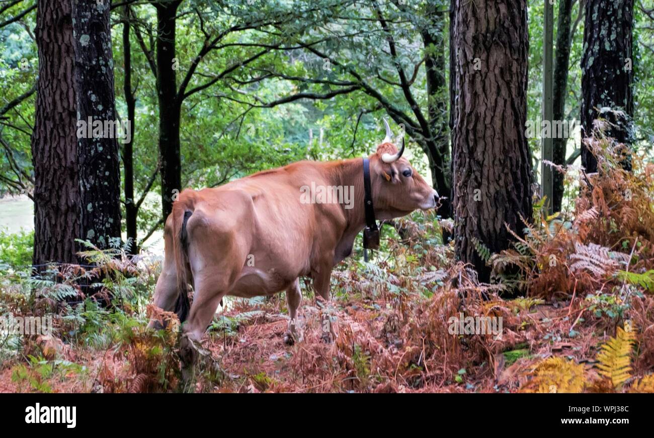 Cow in forest hi-res stock photography and images - Alamy