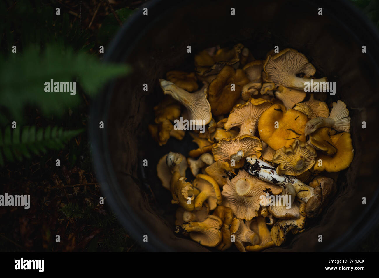 Pnw foraging hi-res stock photography and images - Alamy