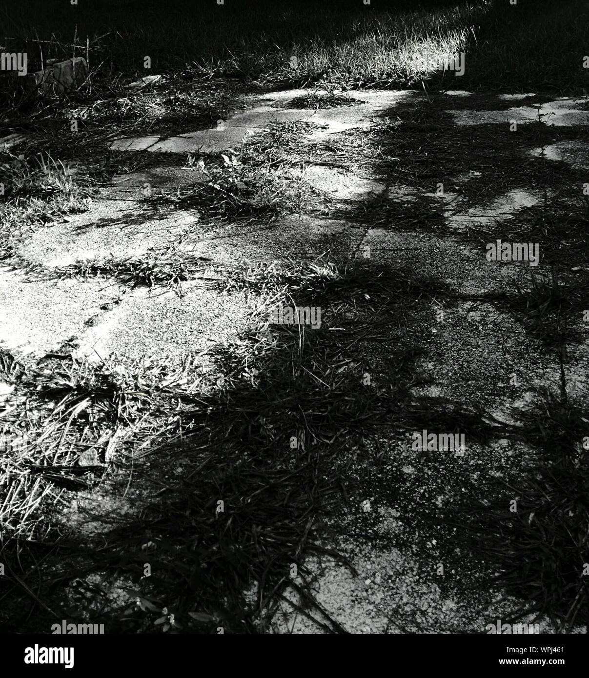 Paving stone on grass hi-res stock photography and images - Alamy