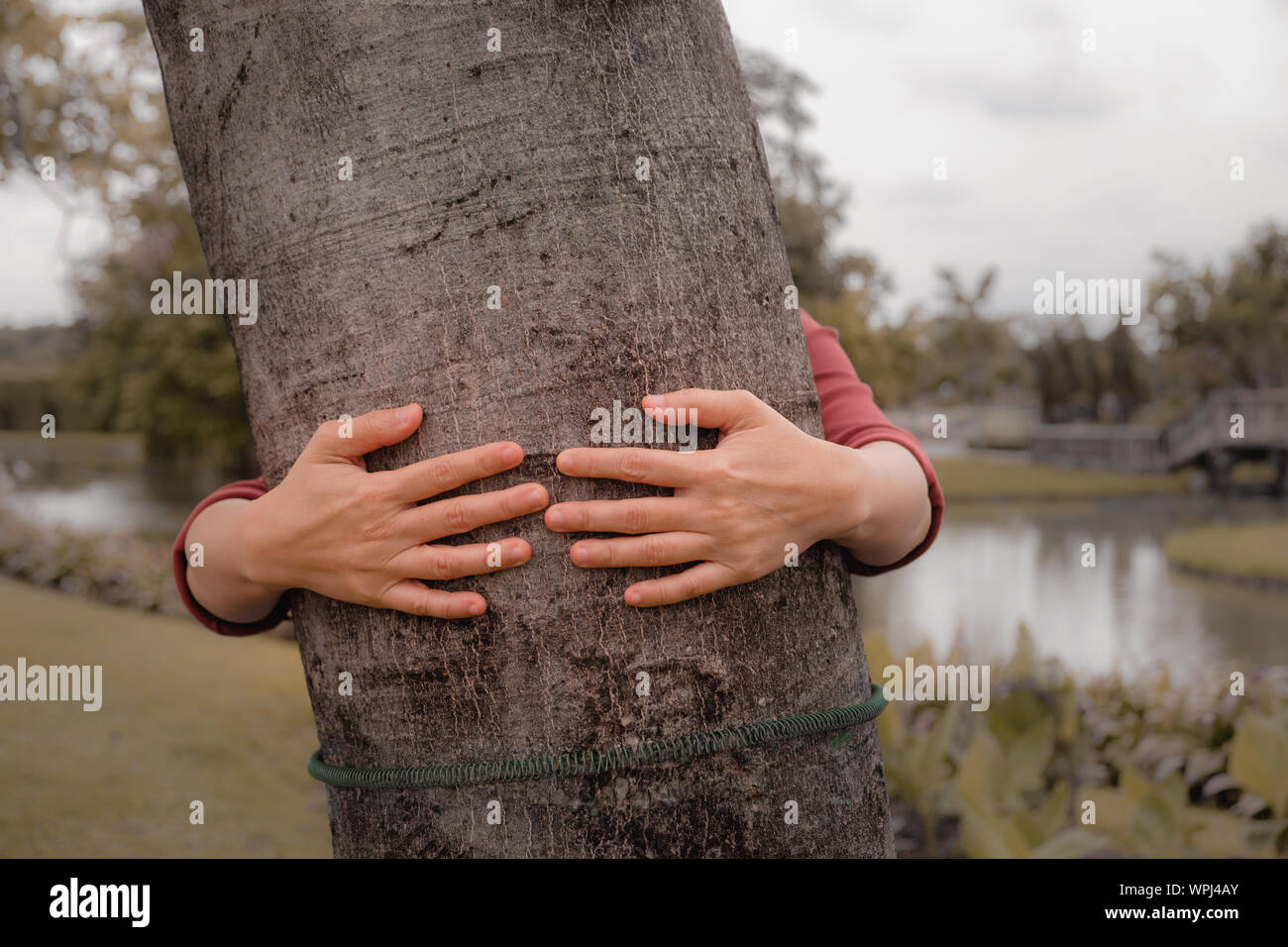 Female hands hugging oak hi-res stock photography and images - Alamy
