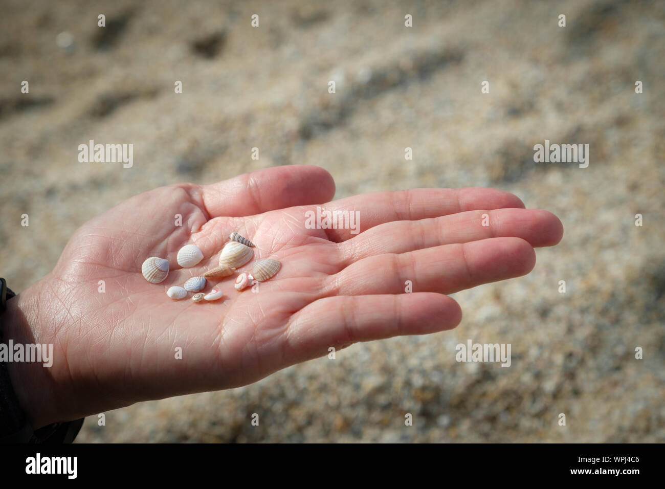 Many shells on woman's hands in sunset light Stock Photo - Alamy