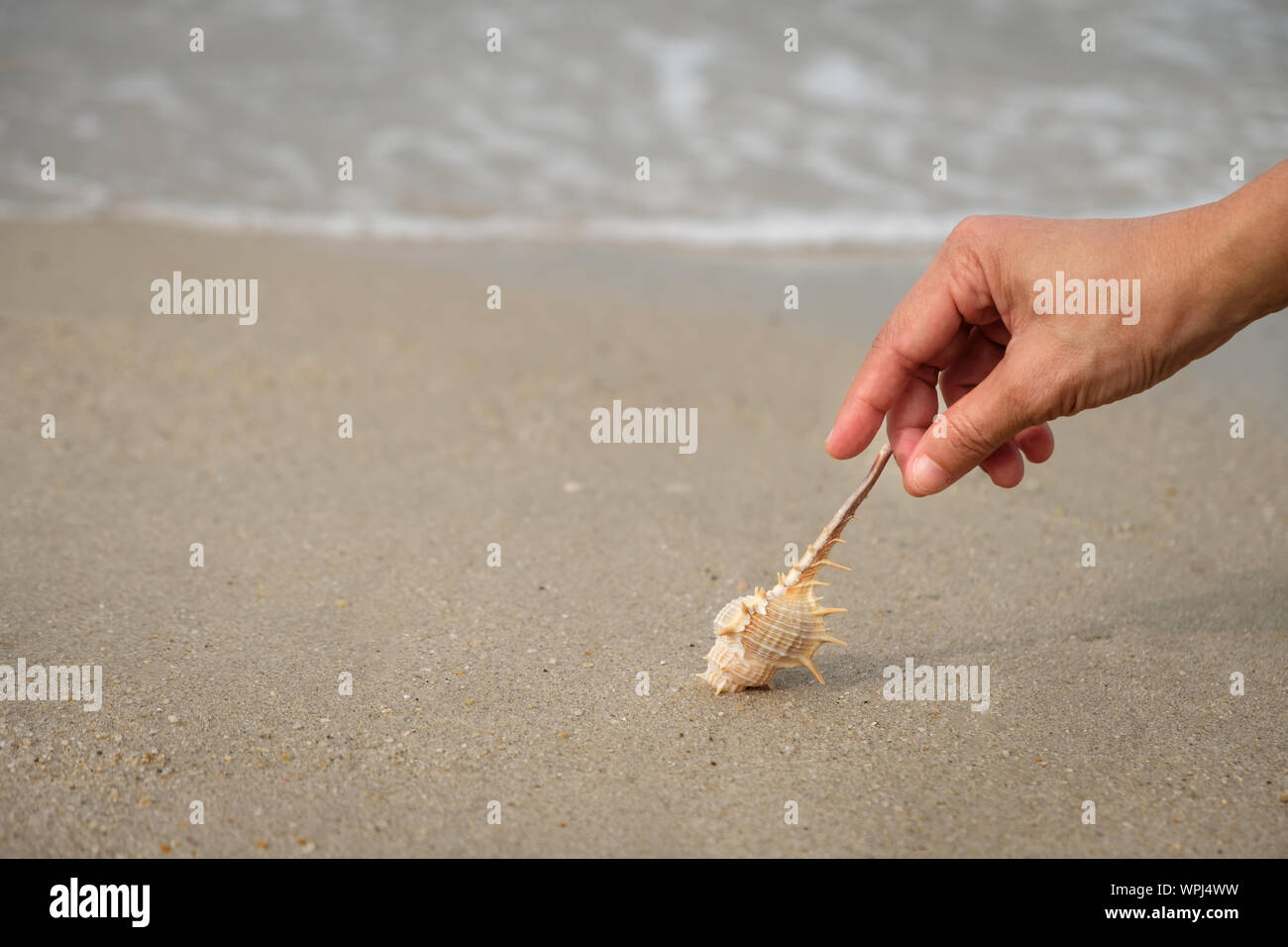 Hands are catching shellfish by the sea Stock Photo - Alamy