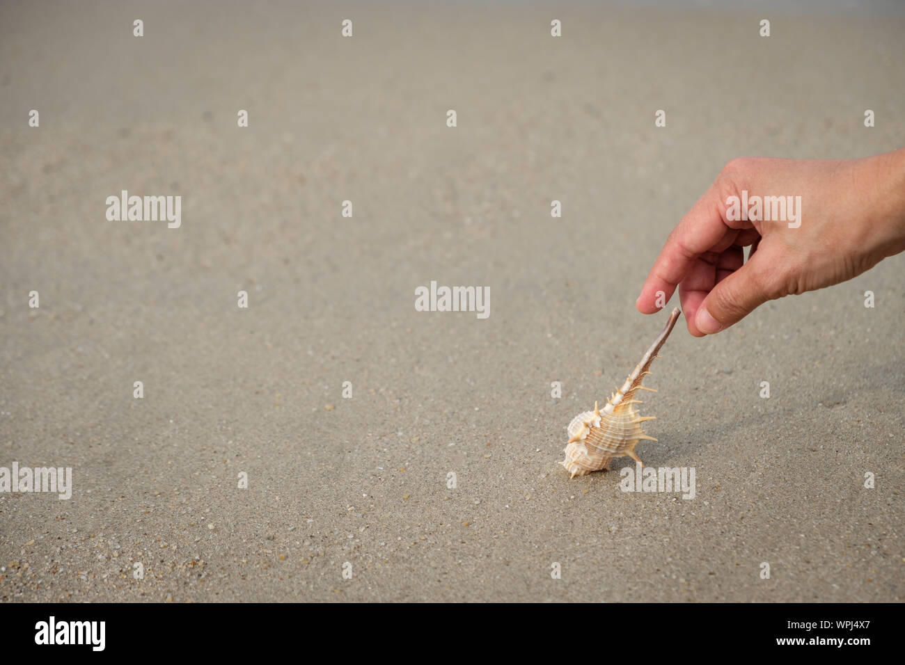 Hands are catching shellfish by the sea Stock Photo - Alamy