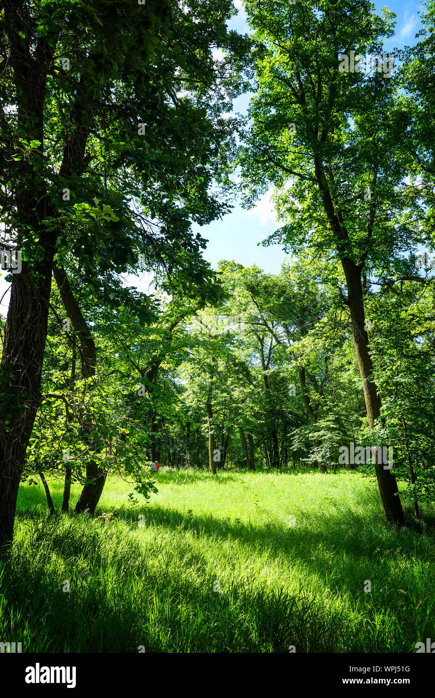 Vertical landscape with tall trees and lush foliage. Sunshine and blue ...