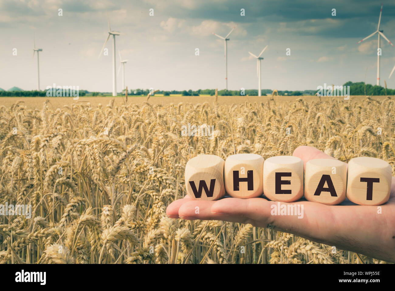 Cubes form the word "wheat" in front of a wheat field Stock Photo - Alamy