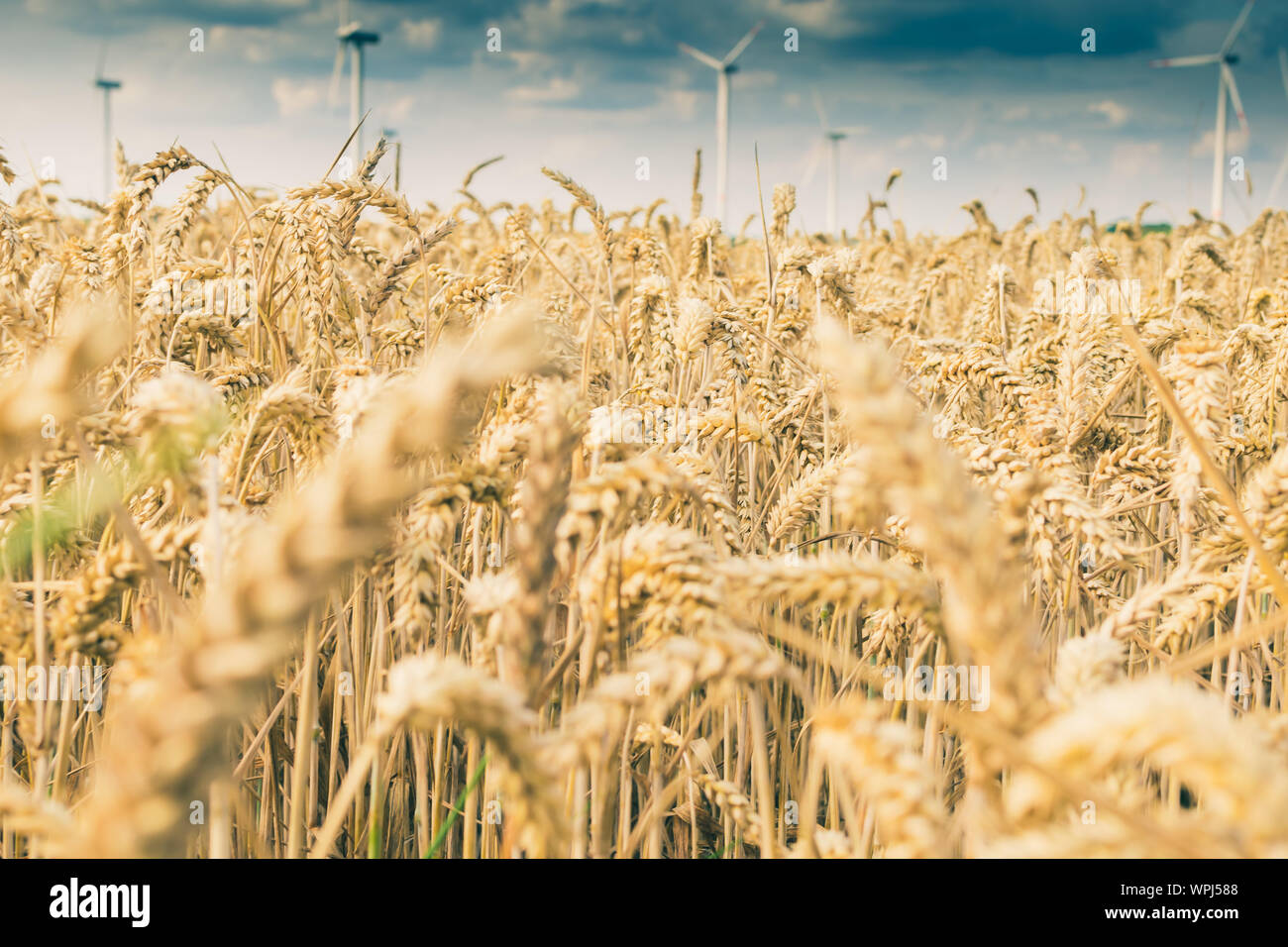 A wheat field with wind turbines in the background Stock Photo - Alamy