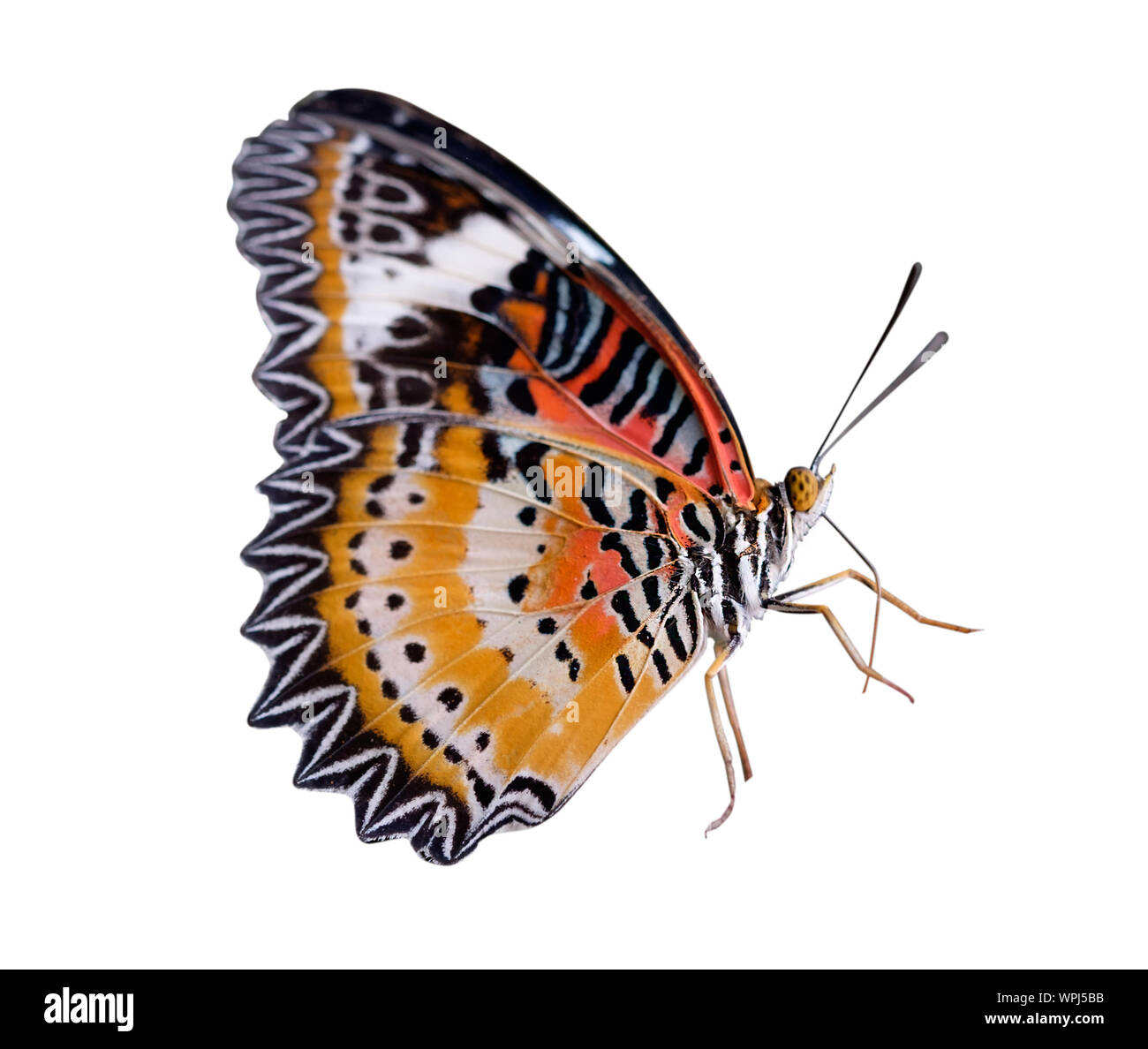 Monarch or Leopard Lacewing butterfly isolated on white background ...