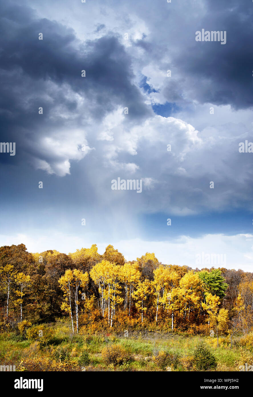 Colorful trees and shrubs in fall landscape under beautiful cloud sky ...