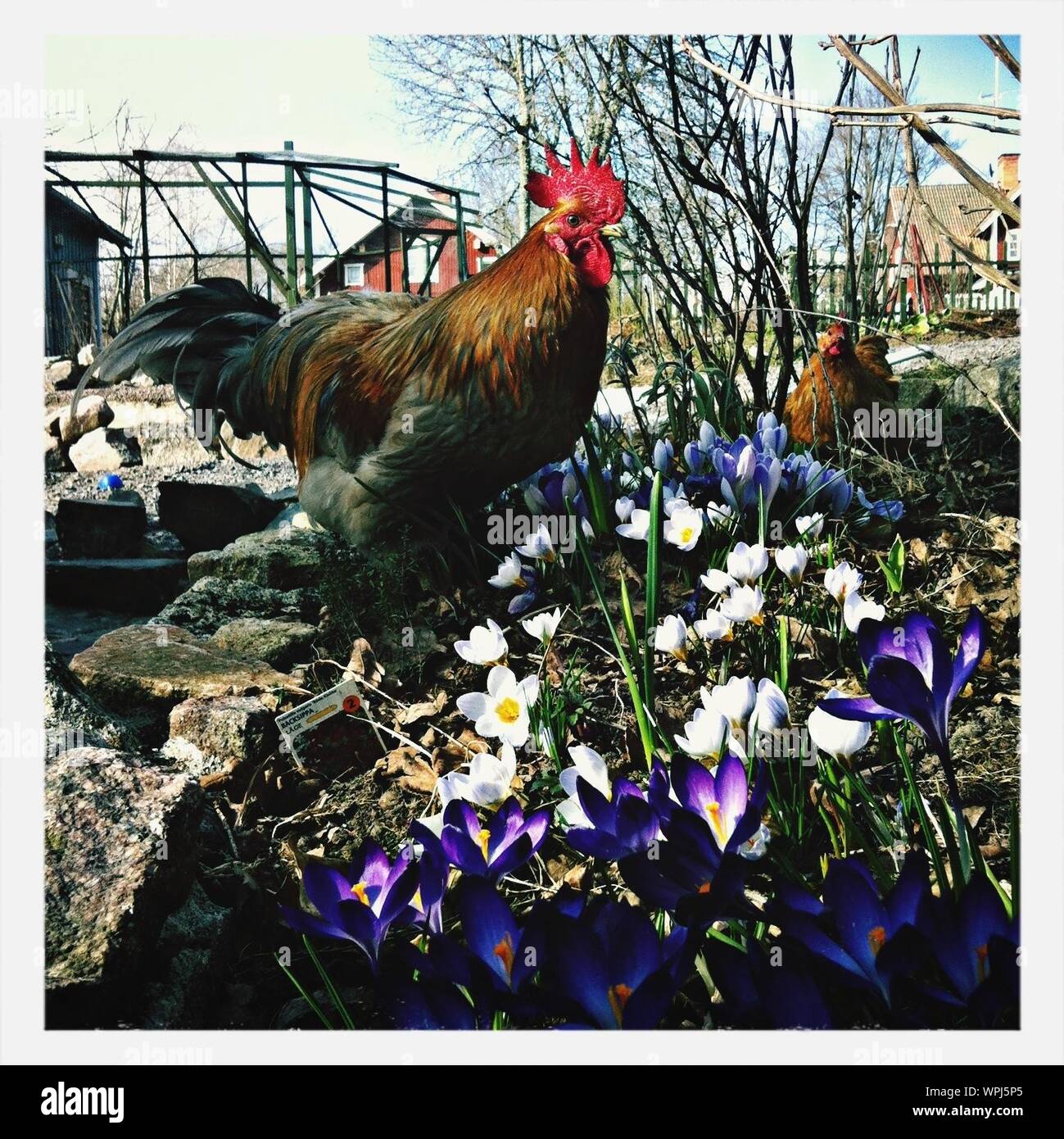 Domestic flower production hi-res stock photography and images - Alamy