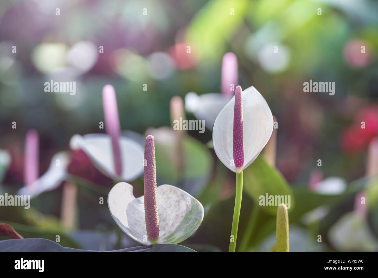 pink anthurium flower blooming in the garden with green leaves a Stock ...