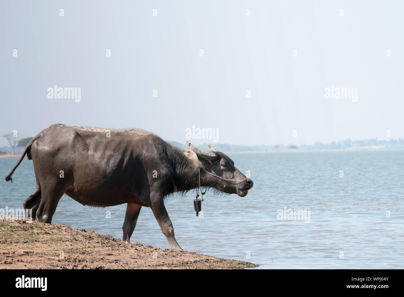 water buffalo beside the river Stock Photo - Alamy