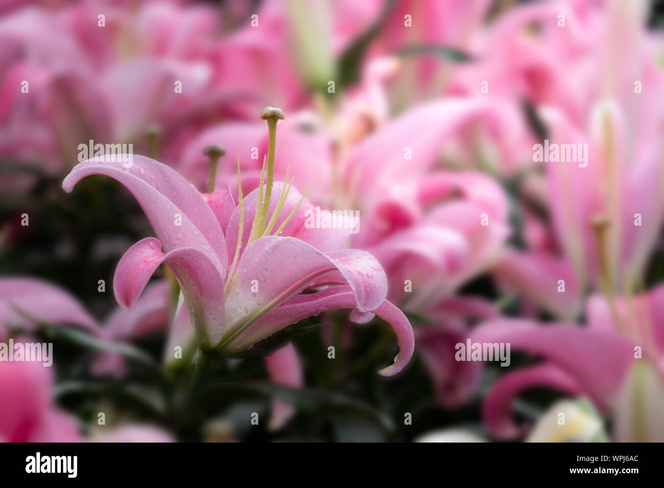 Lili in bloom hi-res stock photography and images - Alamy