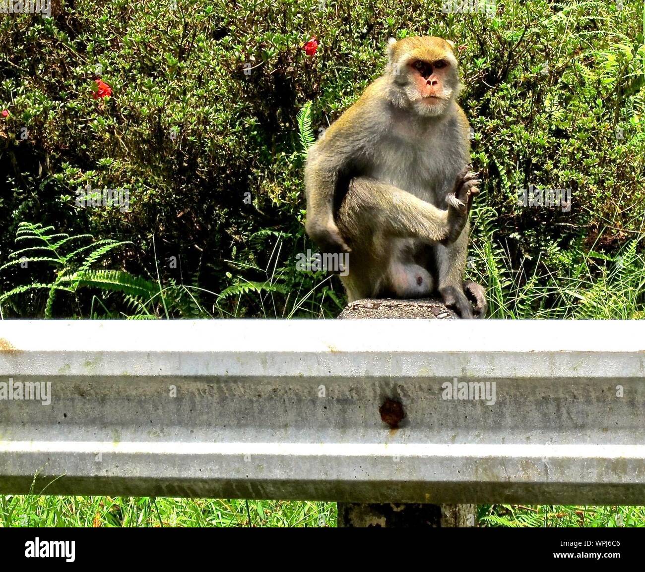 Monkey in the street hi-res stock photography and images - Alamy