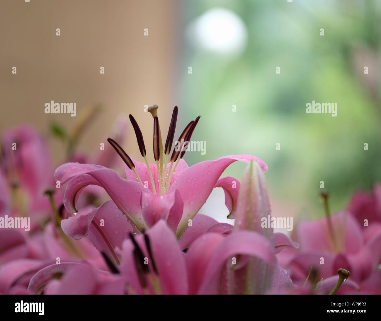 Lili in bloom hi-res stock photography and images - Alamy