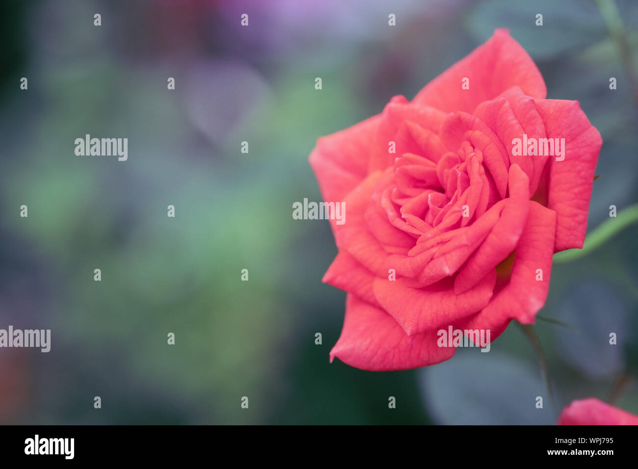 Orange red roses in the garden, Chiang mai Thailand. Vintage tone Stock ...